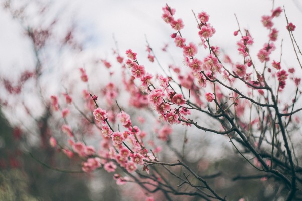 「FUJIFILM X-T1」とオールドレンズ「Helios 44-2 58mm f2」レビュー | RECO